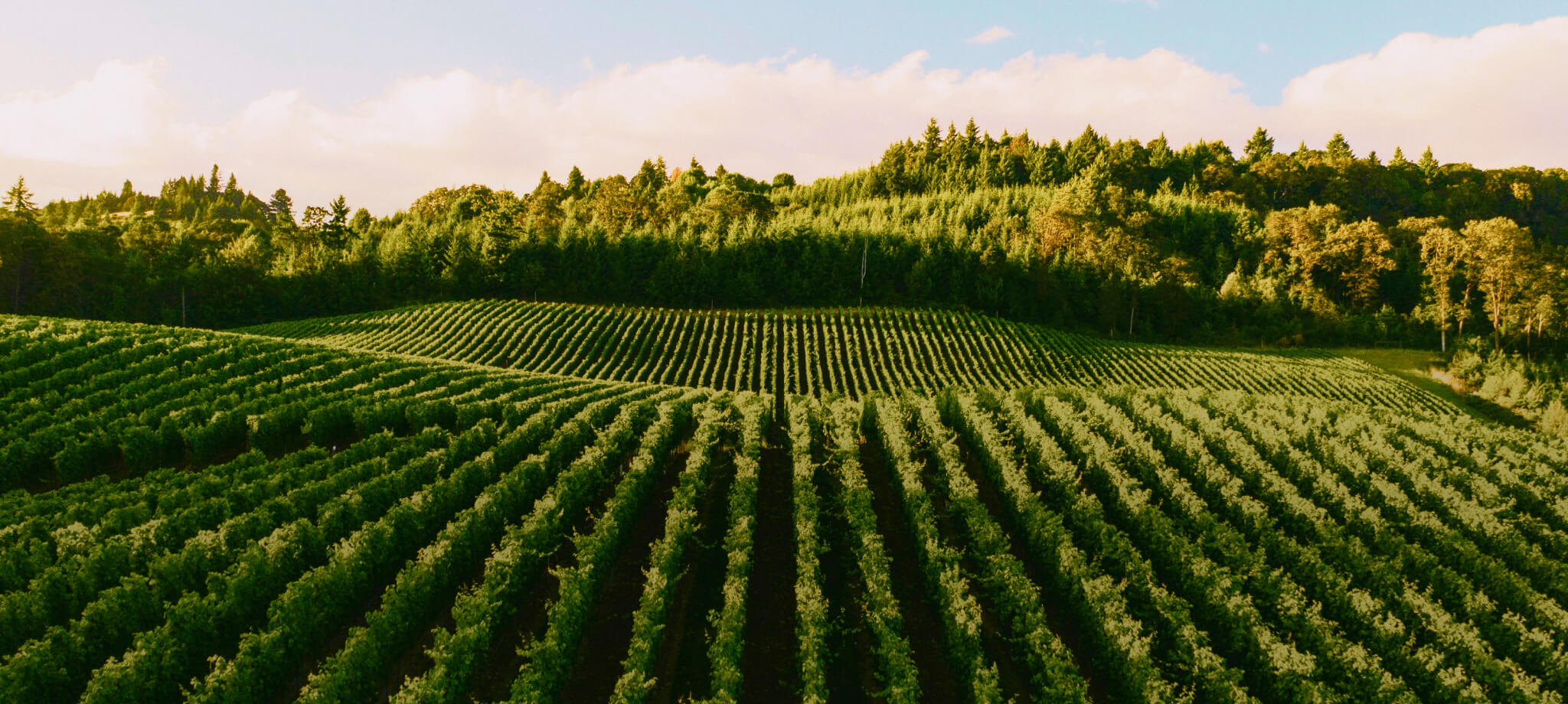 Contact - Rombauer Vineyards